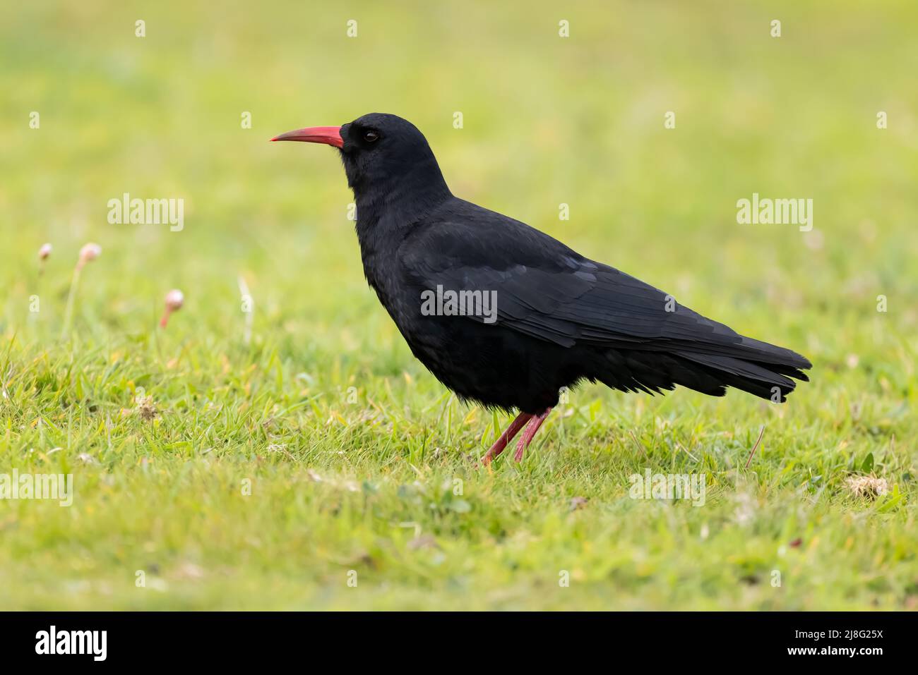 Birds of cornwall hi-res stock photography and images - Alamy