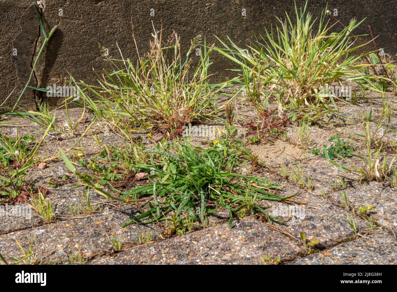 Grass paving block hi-res stock photography and images - Alamy