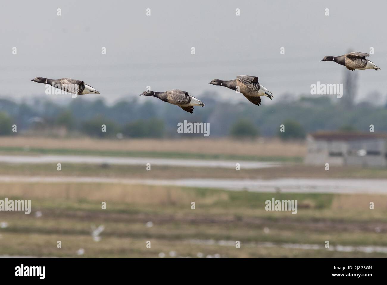 Brent goose (Branta bernicla) in flight Stock Photo - Alamy