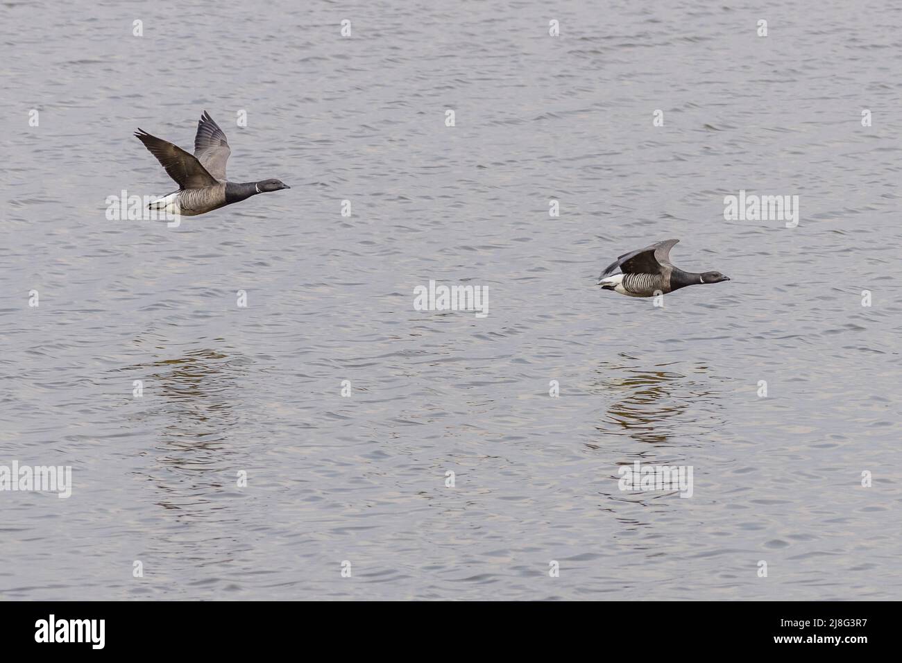 Brent goose (Branta bernicla) in flight Stock Photo - Alamy