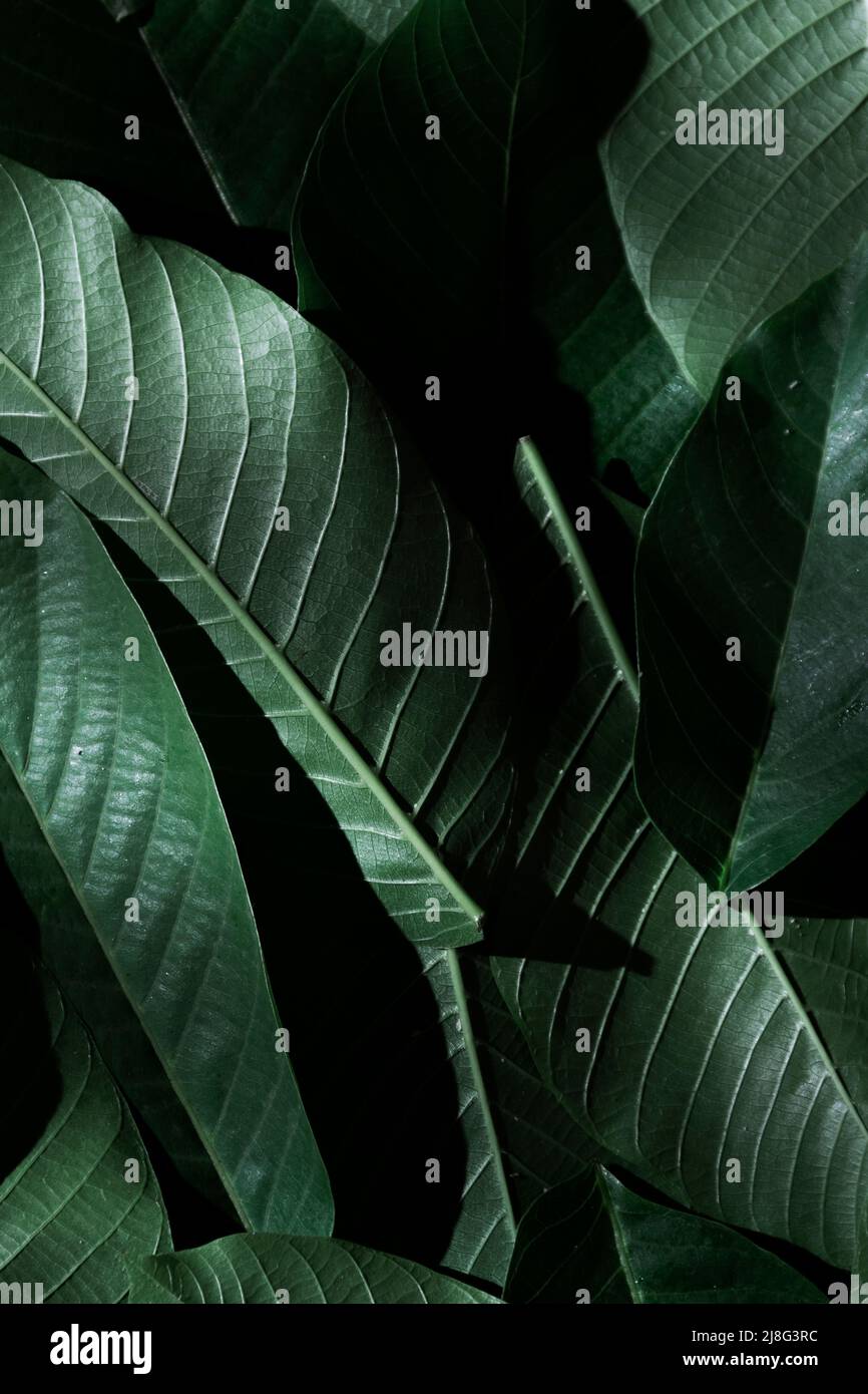 Leaf leafy leaves backdrop background hi-res stock photography and ...