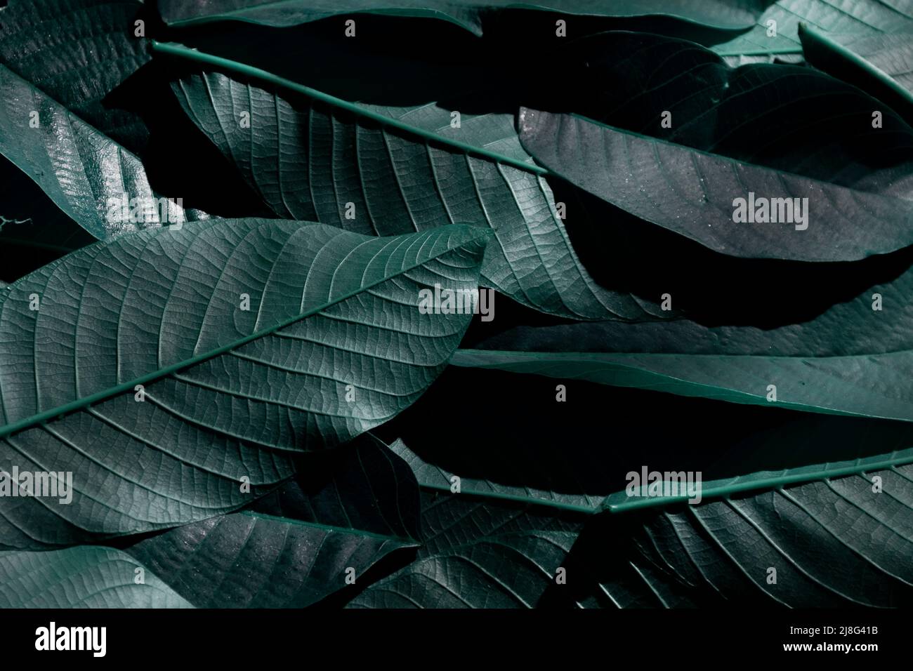 Green colorful leafy background, nature detail backdrop Stock Photo - Alamy