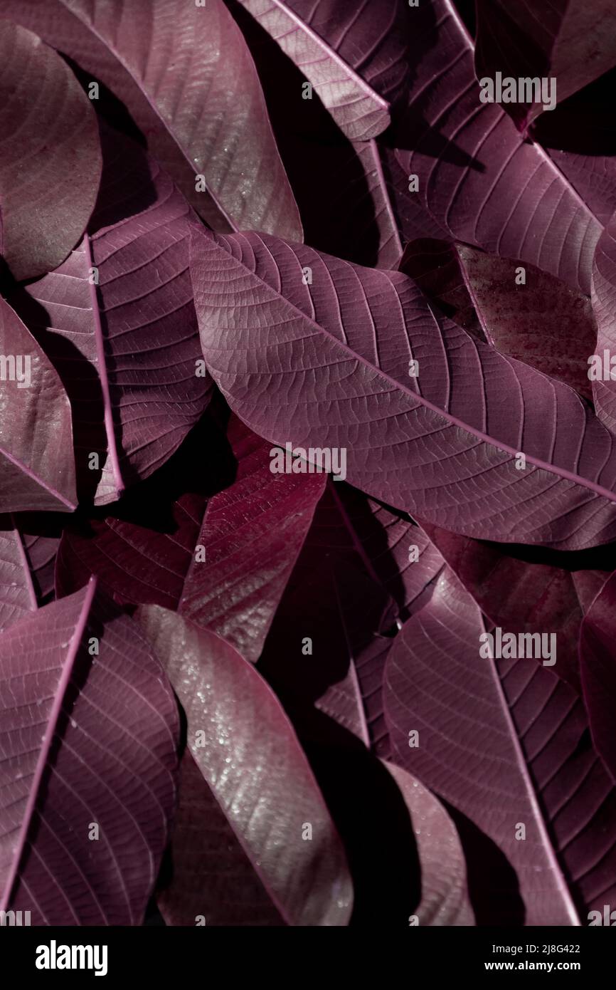 Colorful leafy background, nature detail backdrop Stock Photo - Alamy