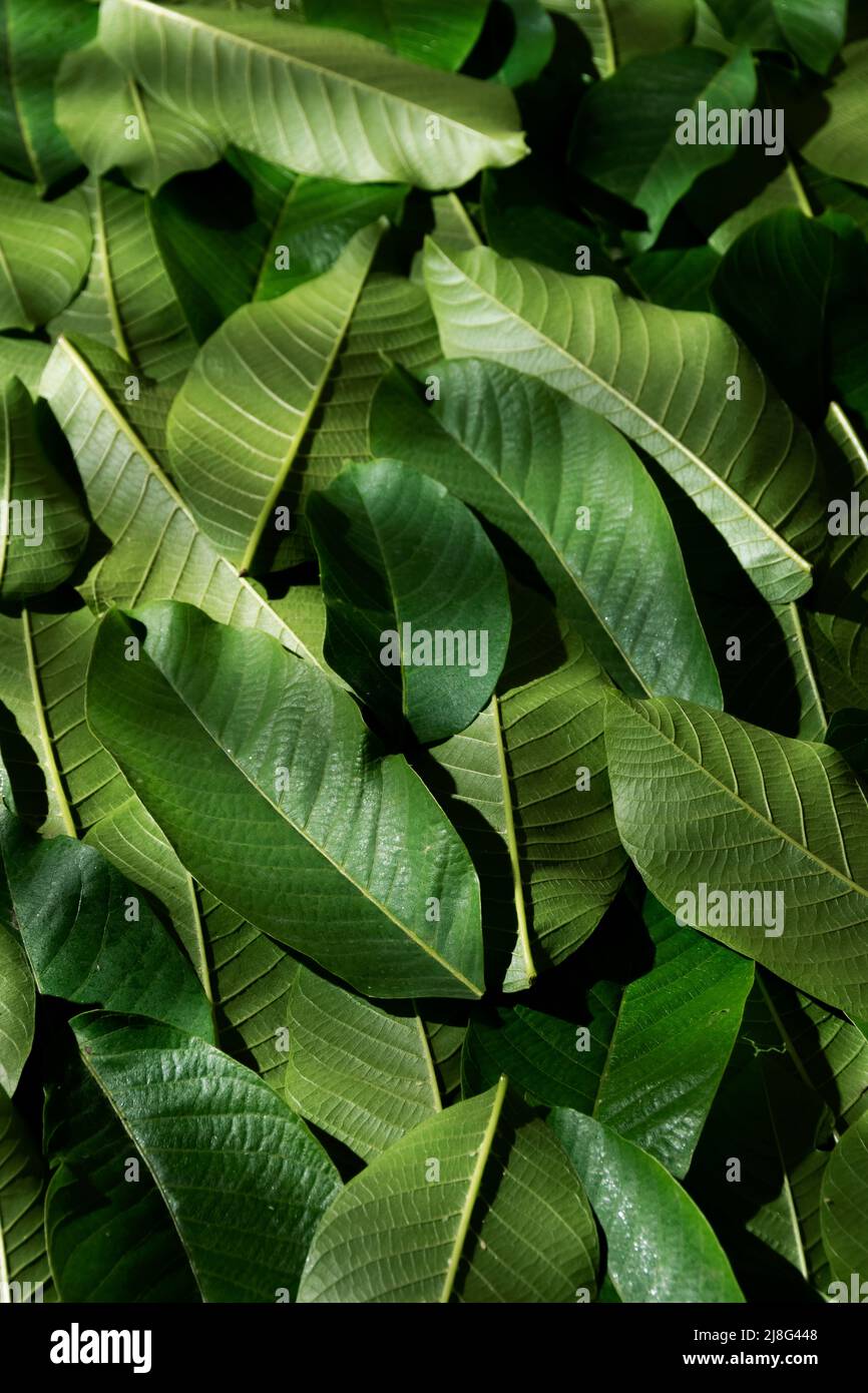 Green colorful leafy background, nature detail backdrop Stock Photo - Alamy