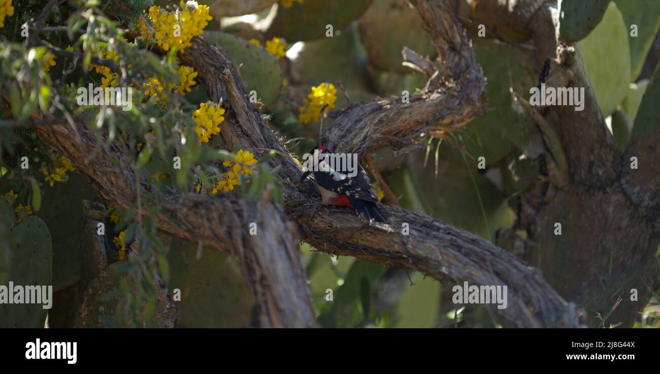 Fauna of Gran Canaria - Great Spotted Woodpecker, Gran Canaria ...