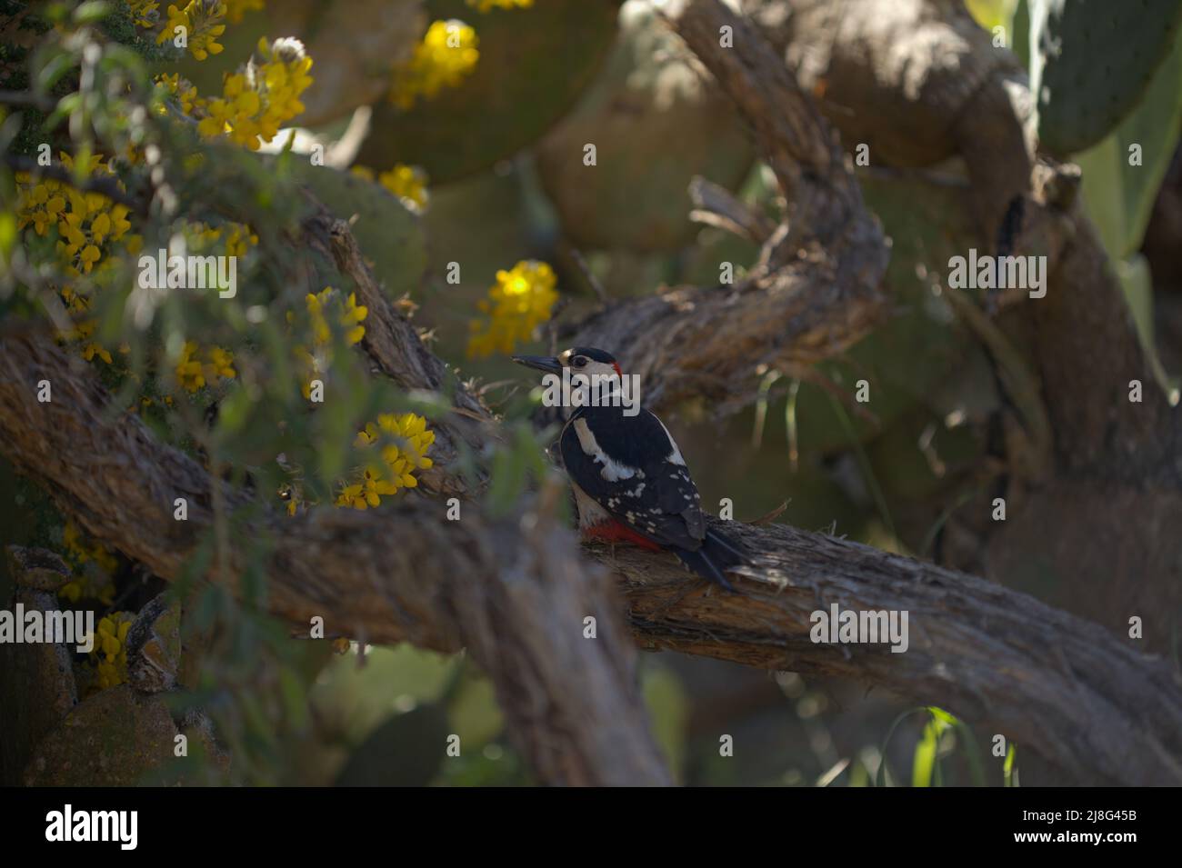 Palearctic endemic fauna hi-res stock photography and images - Alamy