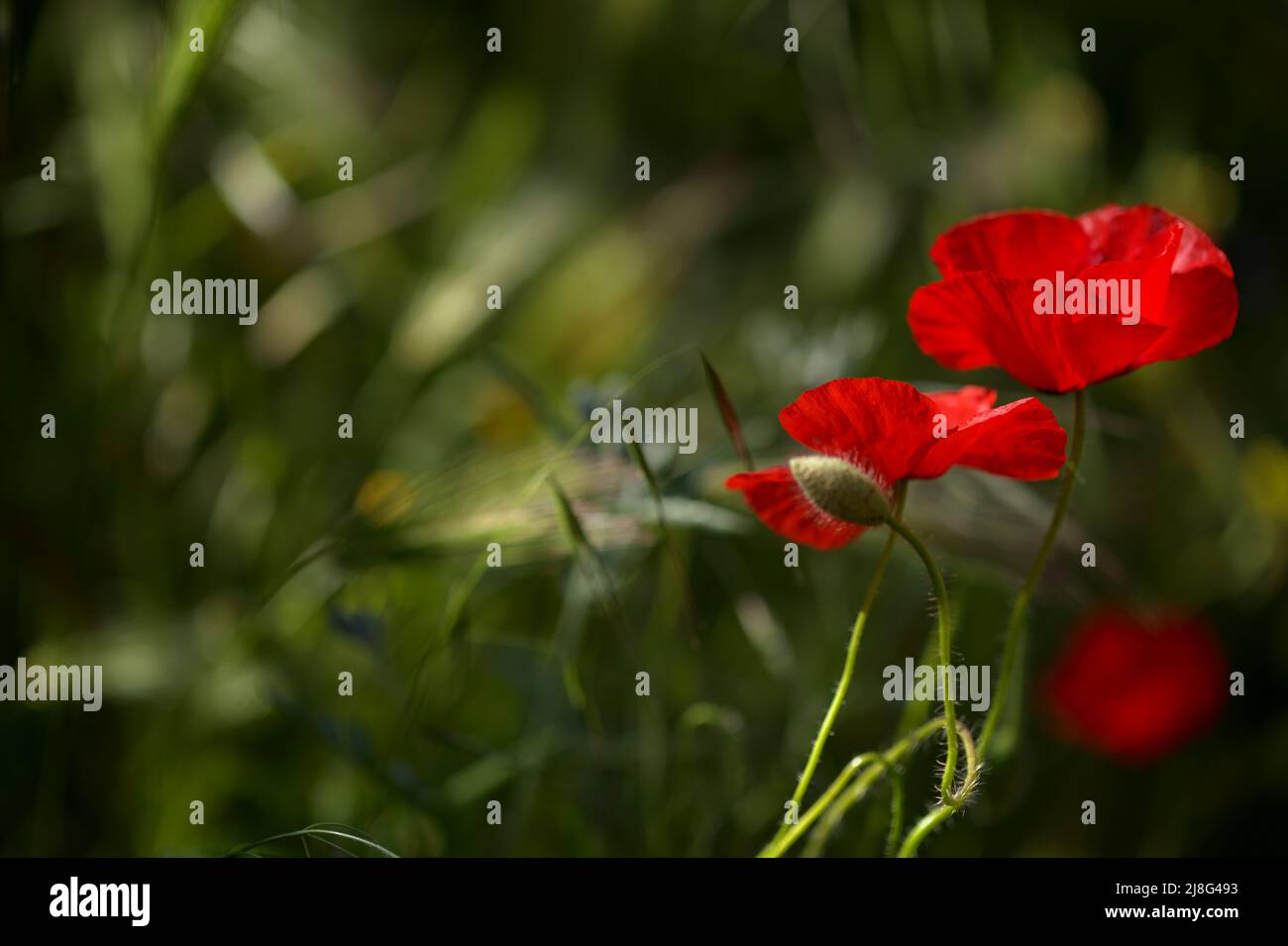 Flora of Gran Canaria - Papaver rhoeas, common poppy background Stock Photo - Alamy