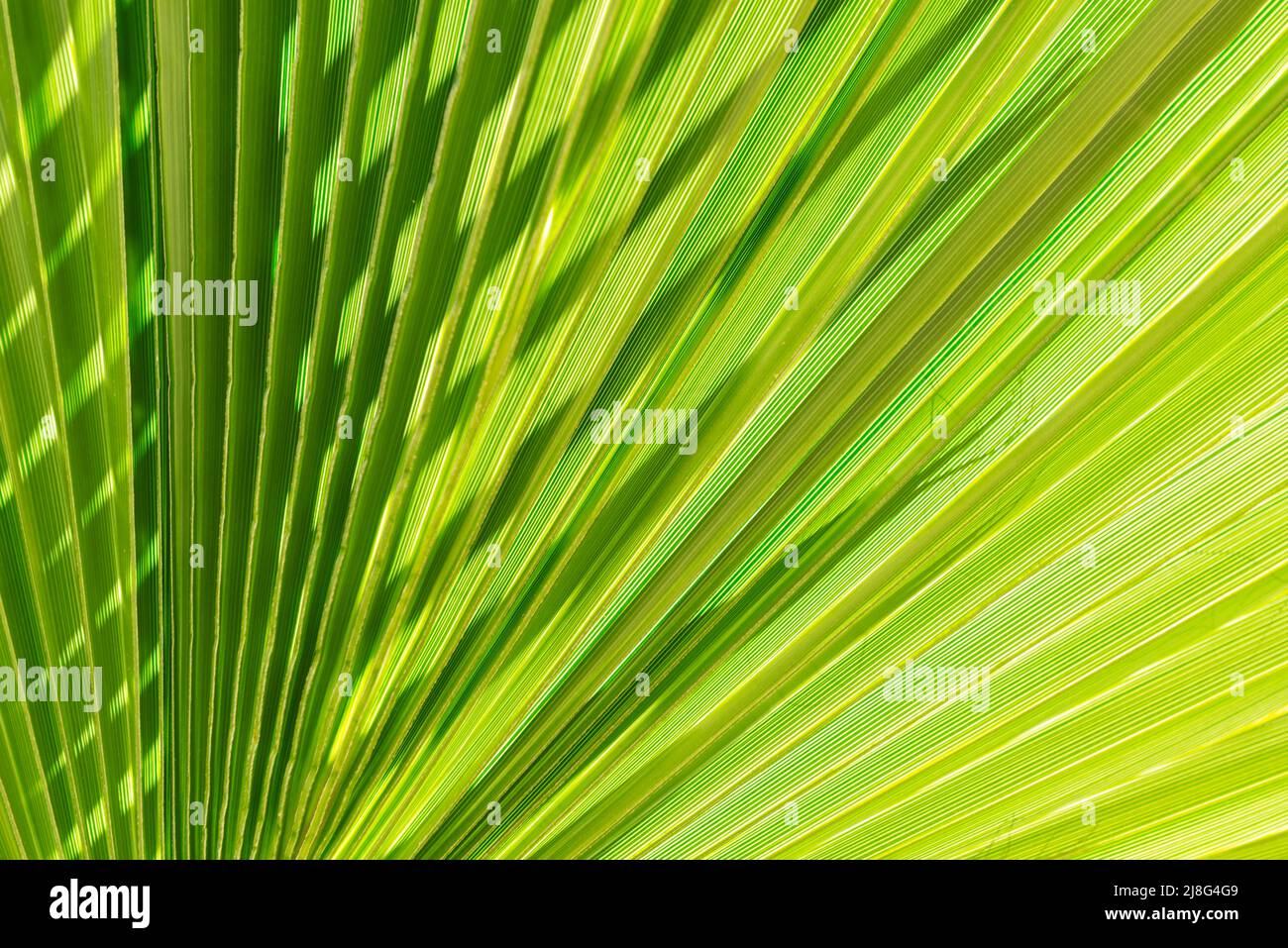 Abstract radial leaf pattern hi-res stock photography and images - Alamy