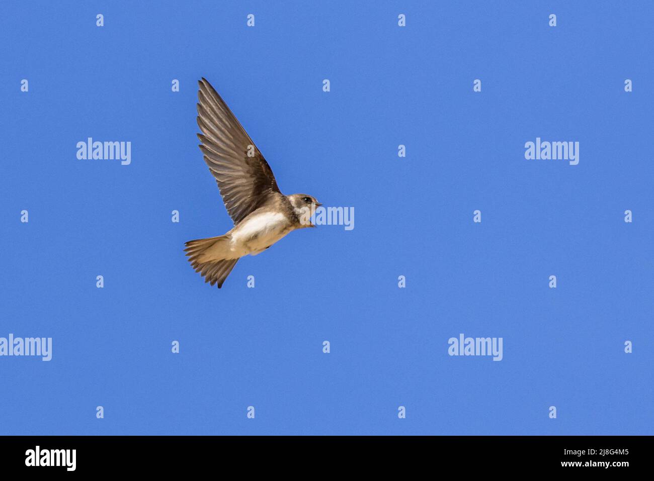 Riparia riparia africa hi-res stock photography and images - Alamy