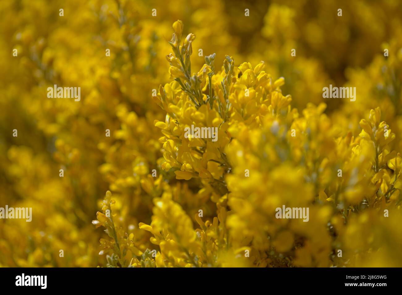 Flora of Gran Canaria - bright yellow flowers of Teline microphylla ...