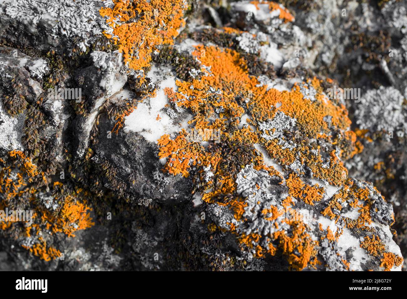 abstract colorful texture background with red moss on grey stone Stock ...