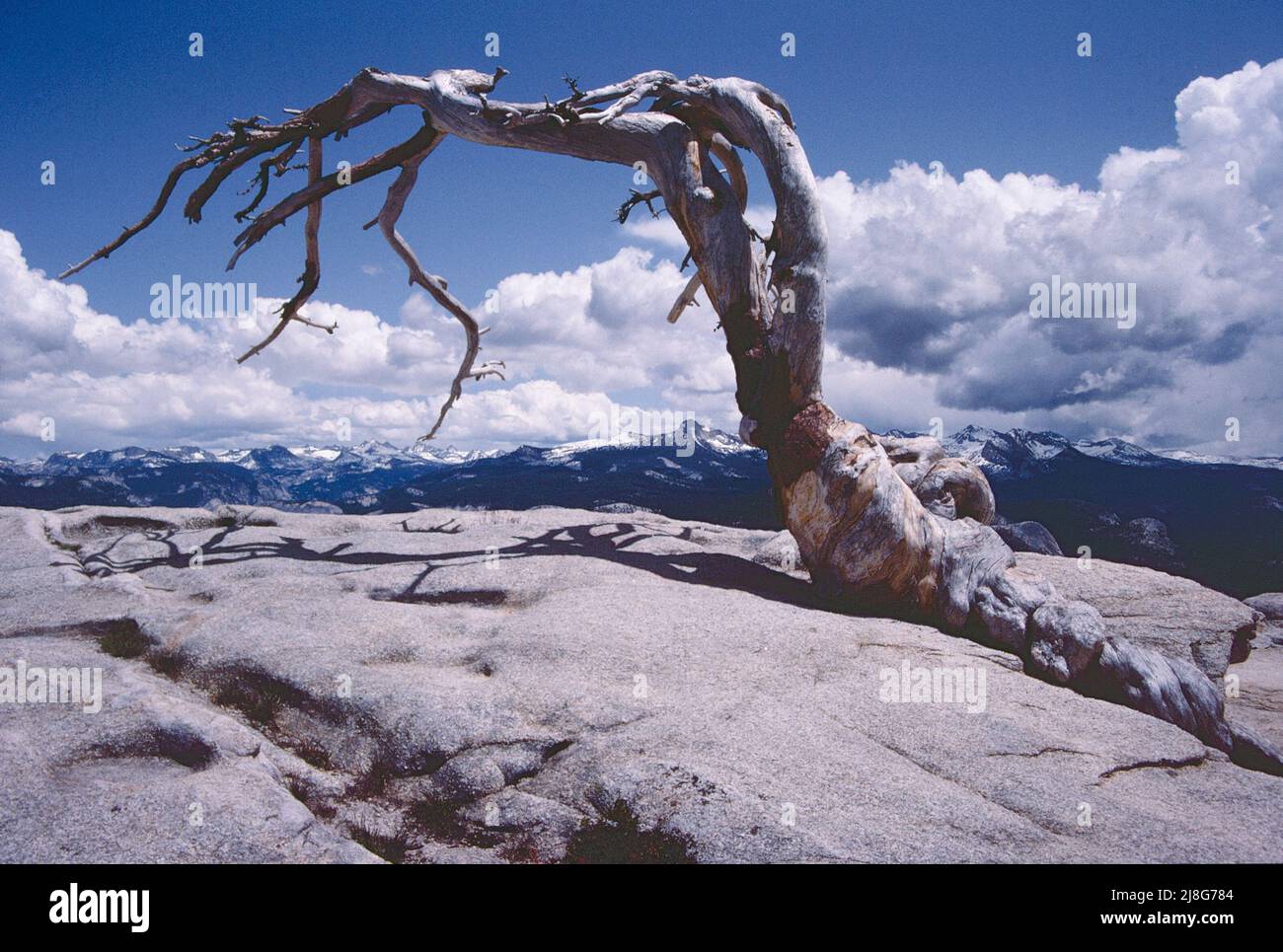 Extreme bent tree hi-res stock photography and images - Alamy