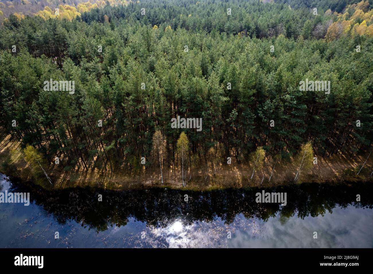 Pine Trees at Lake Edge in Spring. Drone Landscape View Stock Photo - Alamy