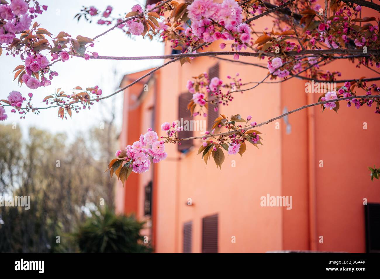 Beautiful Japanese cherry or sakura blooming in spring against orange ...