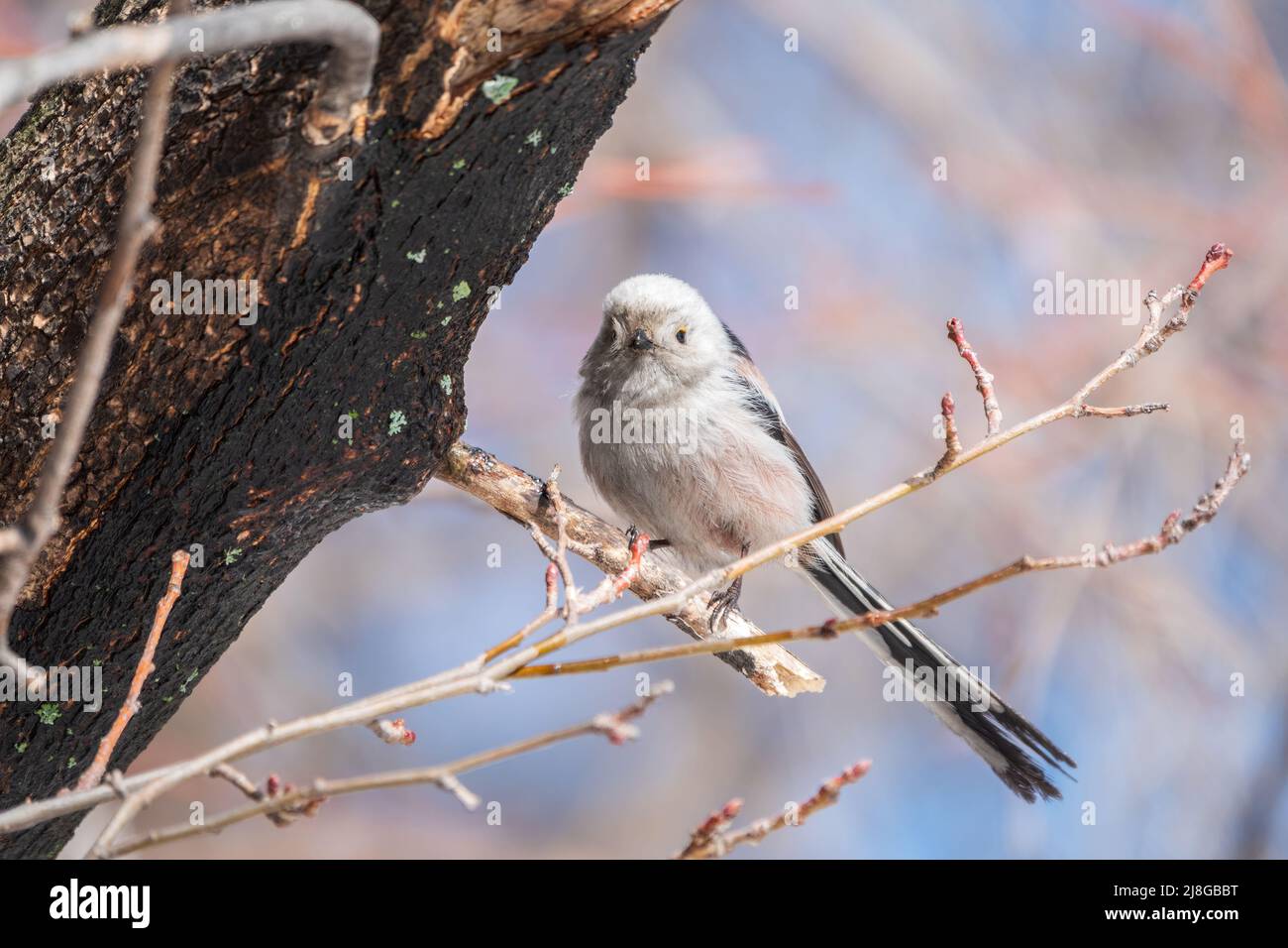 European long-tailed tit, latin name Aegithalos caudatus. A bird ...