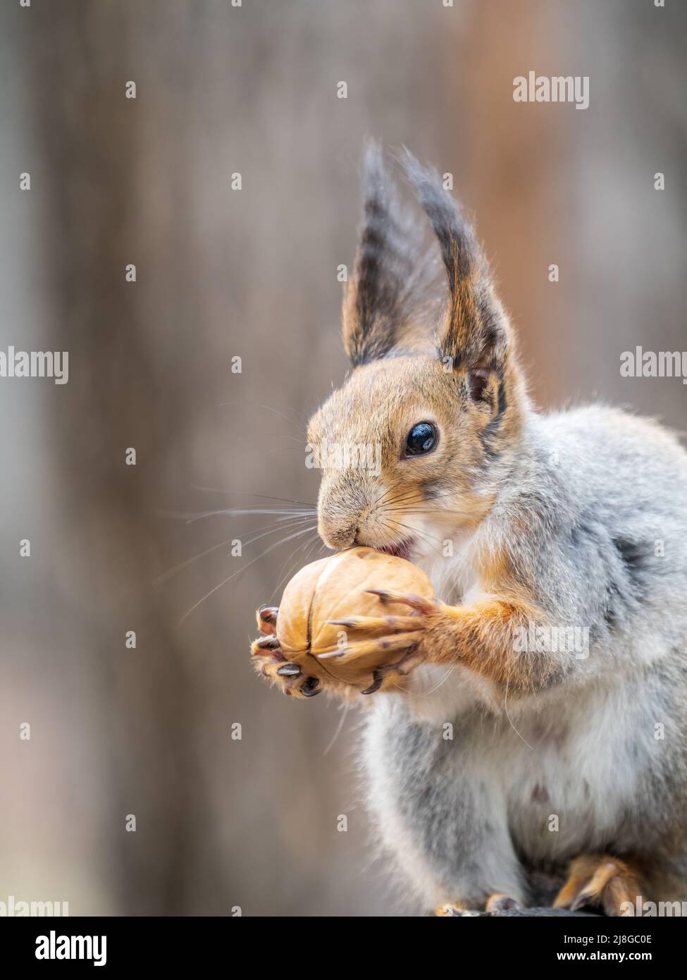 A squirrel with a nut sits on a stump in spring or summer. Eurasian red ...