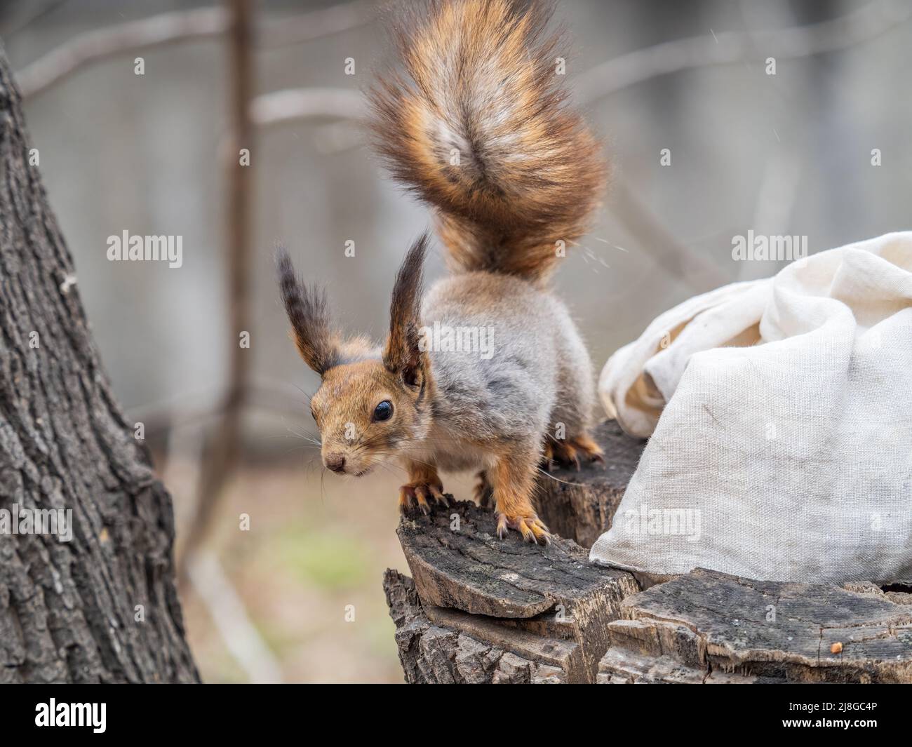 A squirrel sits on a stump and searching for food in spring or summer ...