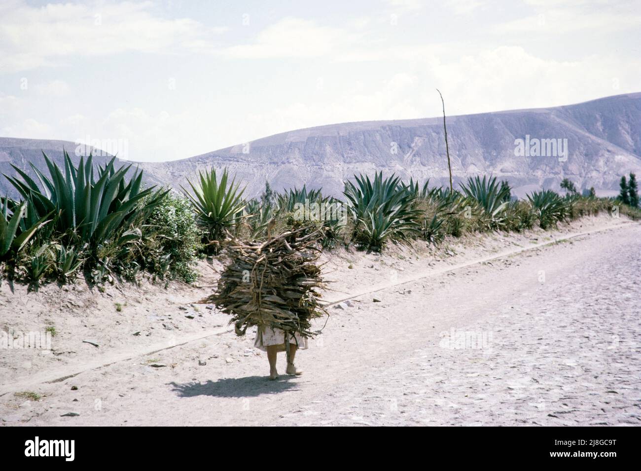 Woman Carrying Large Bundle Of Wooden Sticks On Her Back Ecuador