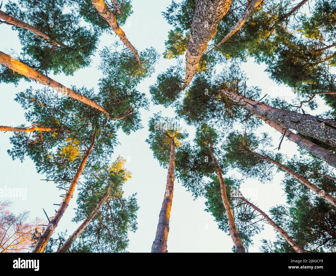 Pine tree branch from below hi-res stock photography and images - Alamy