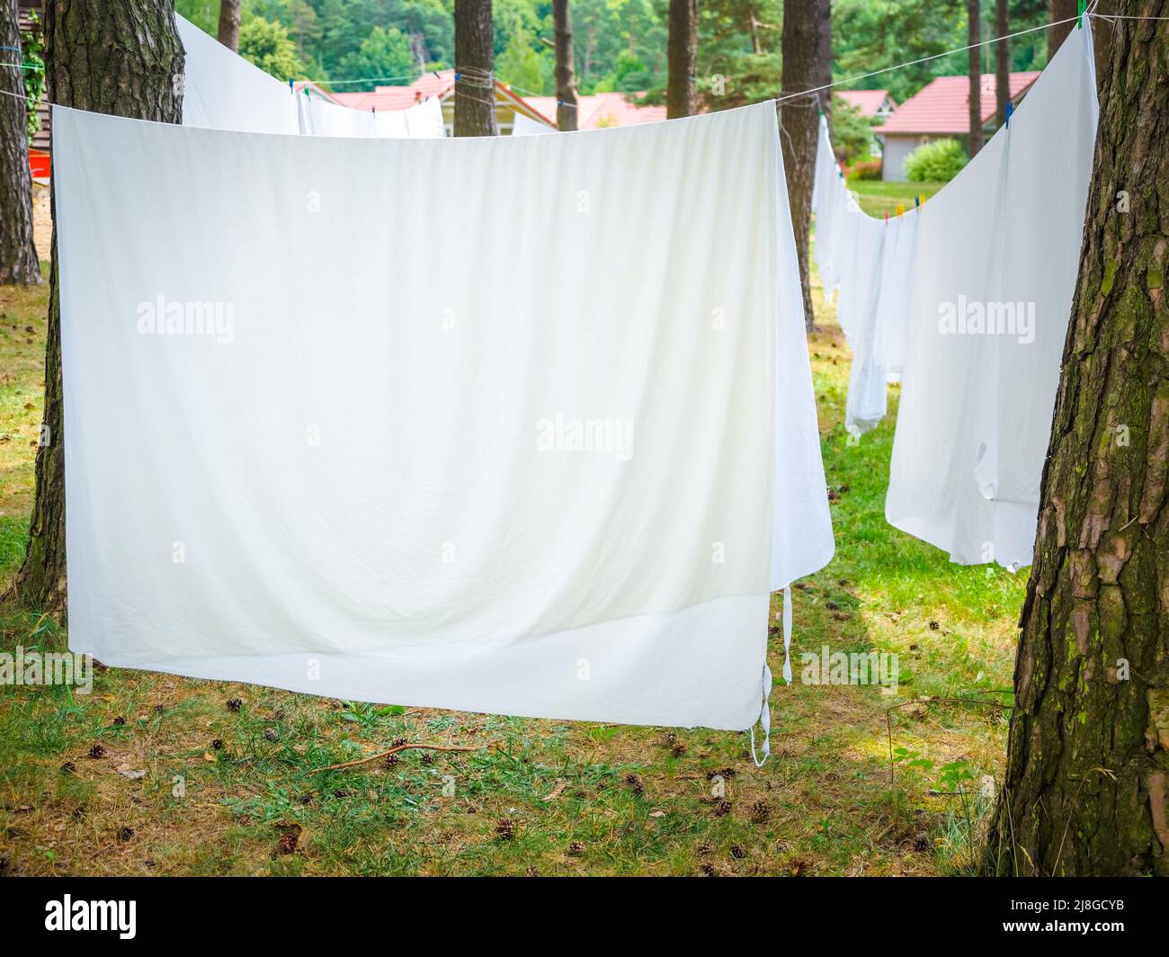 fresh white laundry hanging on a washing rope between pine trees ...