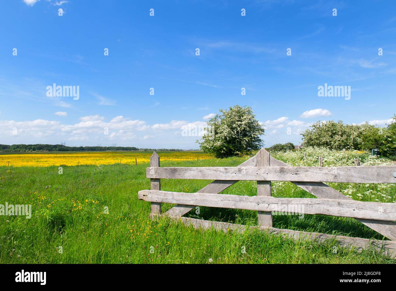 Typical dutch landscape farmers hi-res stock photography and images - Alamy