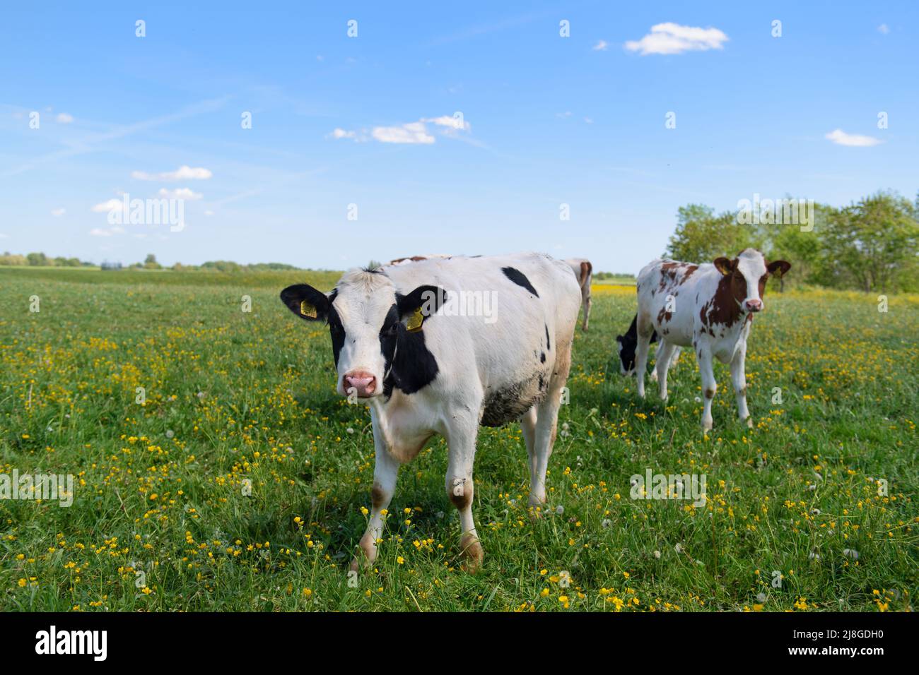 Group cows in typical Dutch river landscape Stock Photo - Alamy