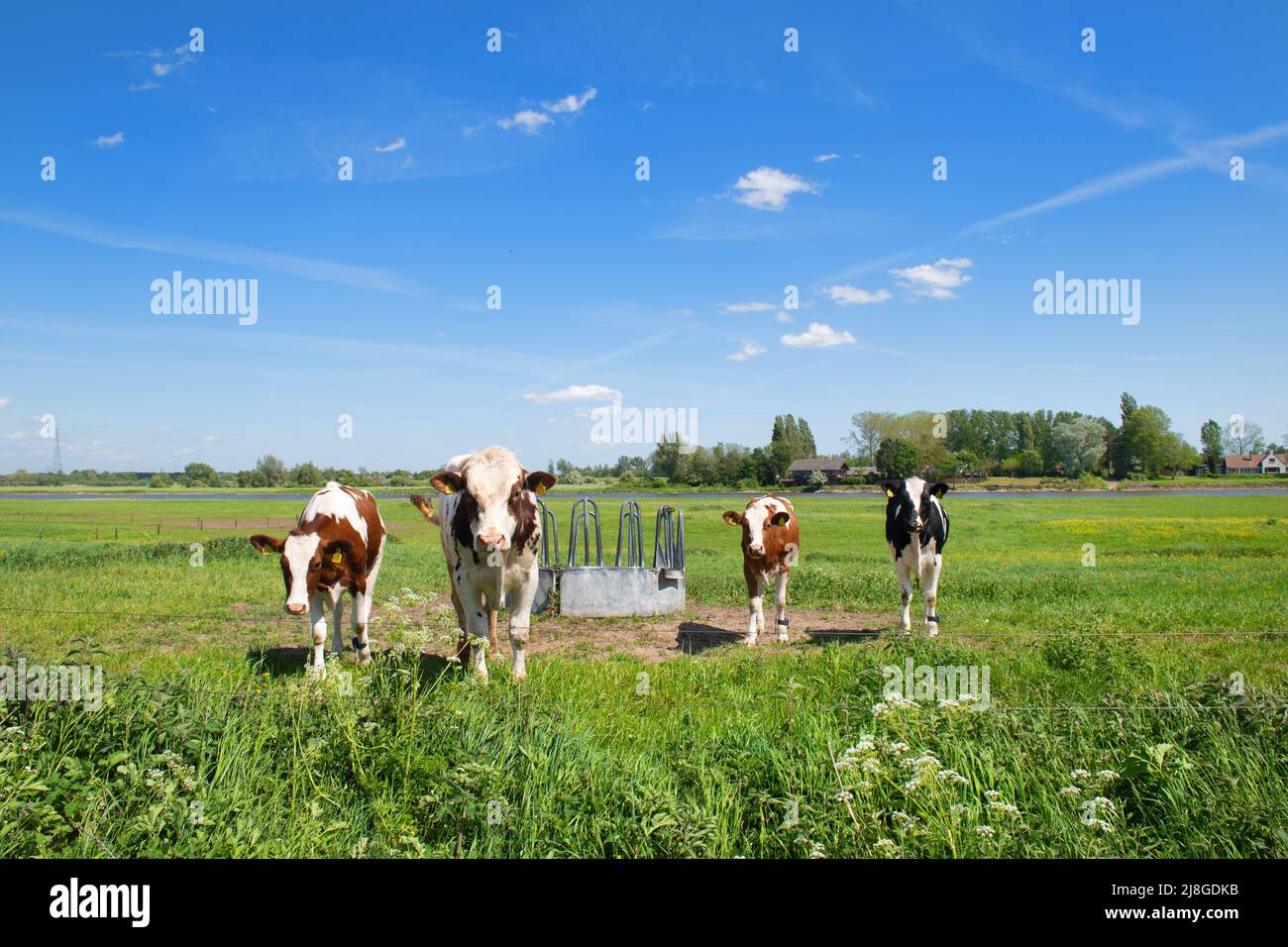 Group cows in typical Dutch river landscape Stock Photo - Alamy
