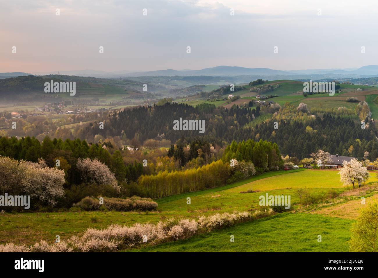 Polish Countryside at Spring. Colorful Lush Trees and Pasture Stock ...