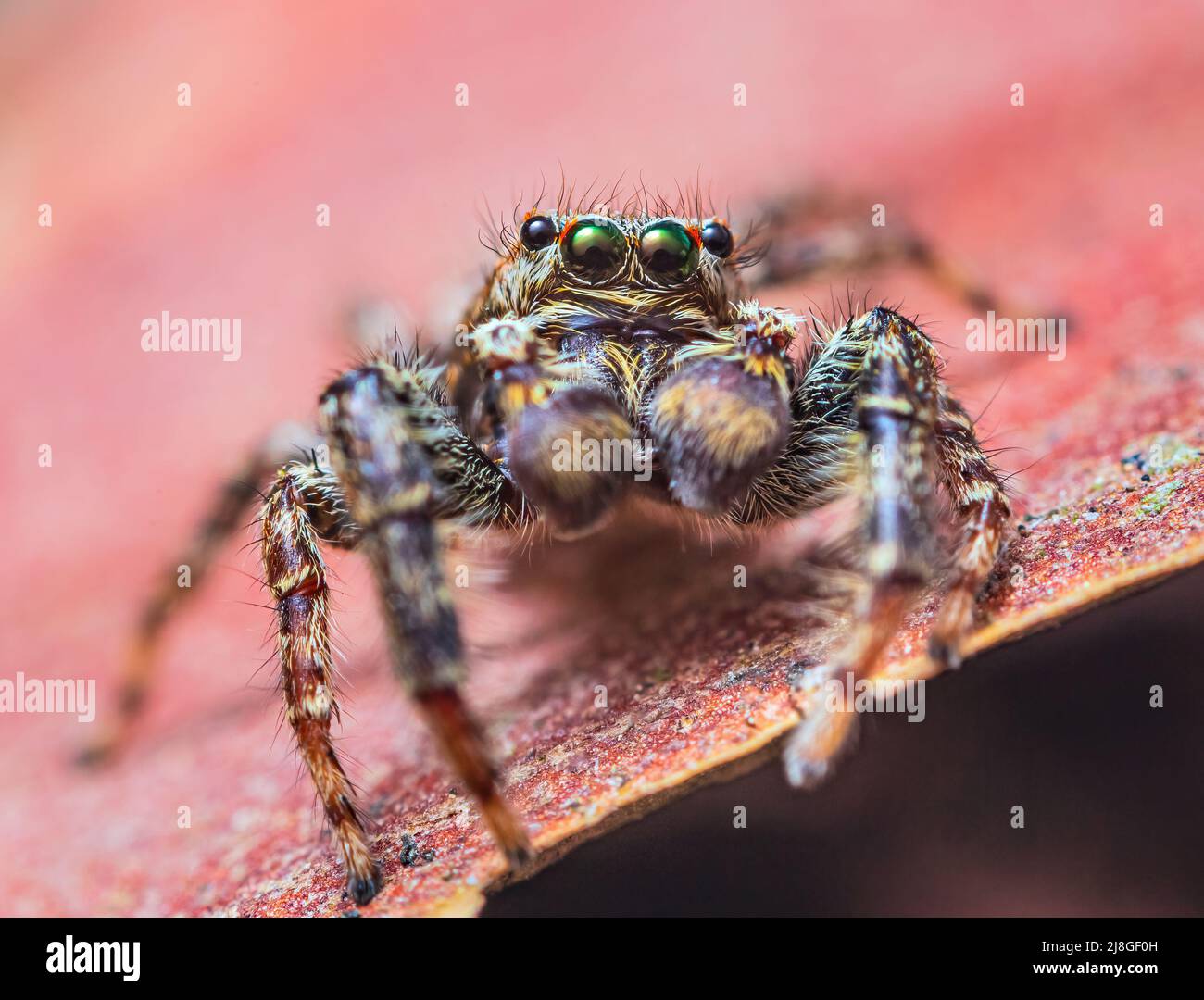 Extreme magnification - Jumping spider portrait, front view Stock Photo ...