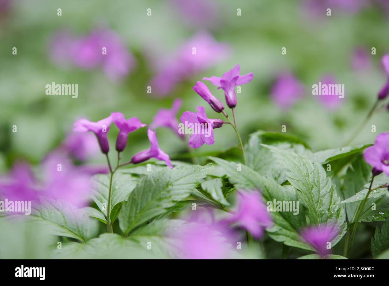 Cardamine bulbifera. Close-ap. Spring meadow with purple forest flowers ...
