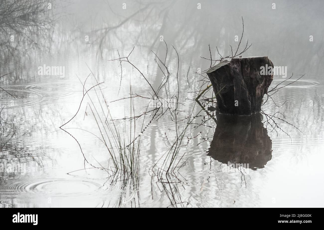 autumnal misty wooded wetland and sunken tree stump Stock Photo - Alamy