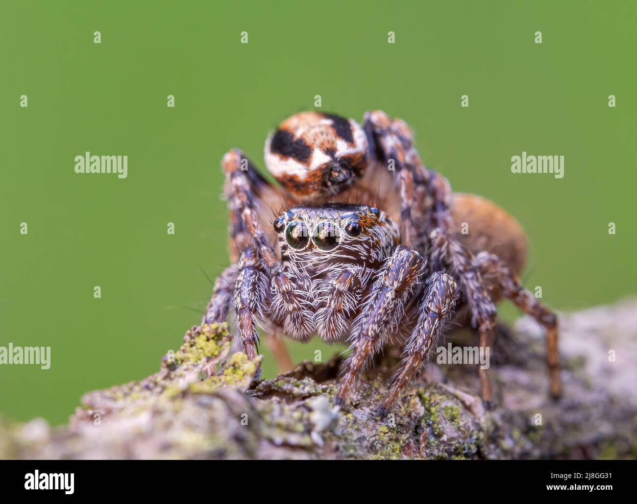 Mating jumping spiders, Evarcha falcata, macro photo Stock Photo - Alamy
