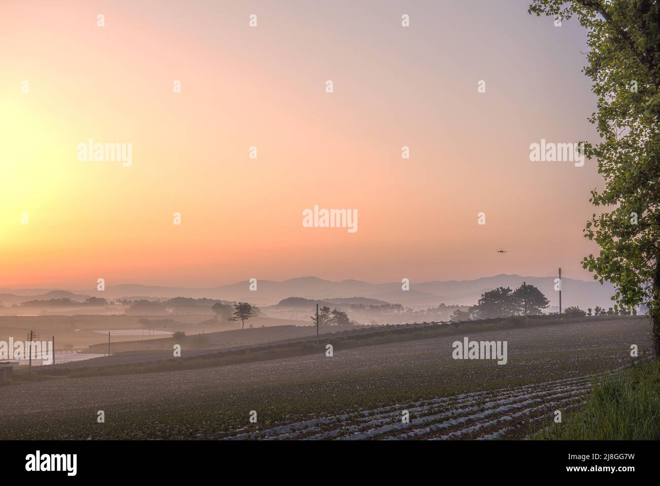 The beautiful field sunrise Stock Photo - Alamy