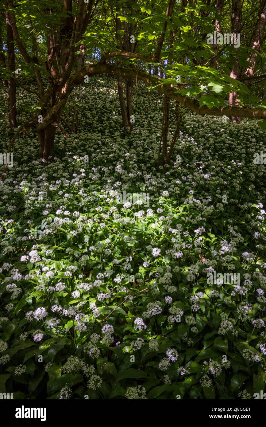 Wild Garlic growing in dappled shade in a Cotswold wood ...