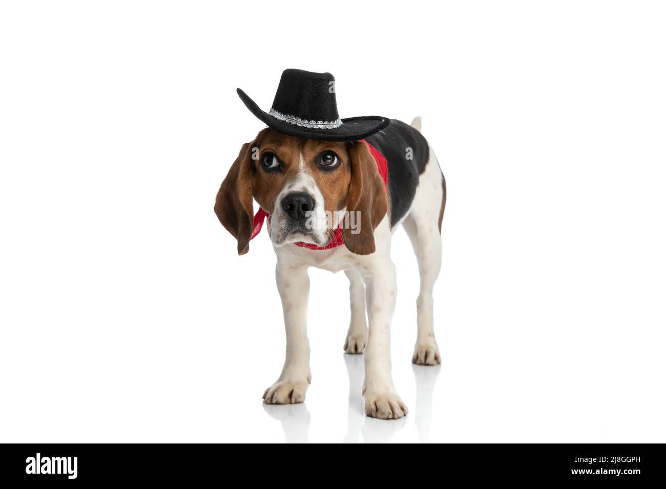 cowboy beagle dog wearing a black hat, bowing his head and wearing a ...