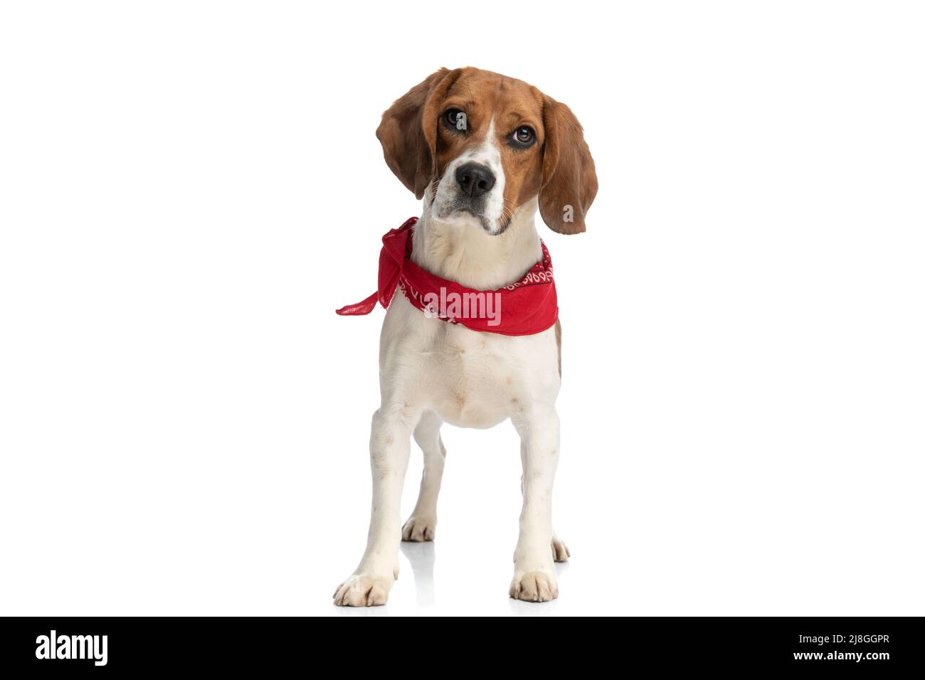beautiful beagle dog looking at the camera with a bored face and ...