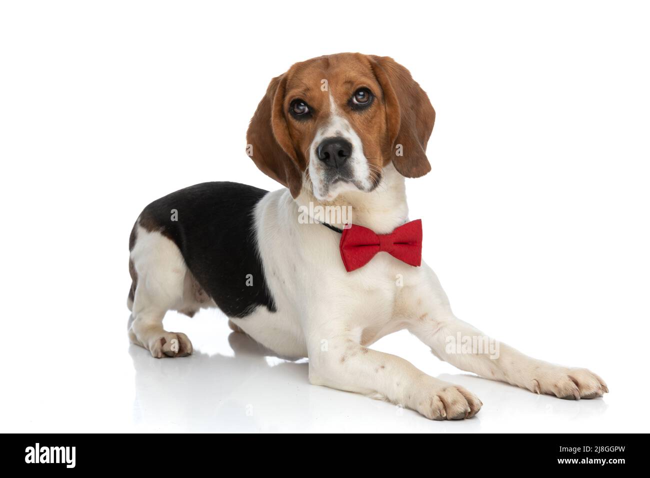 sweet beagle dog laying down in his corner with a carefree attitude and ...