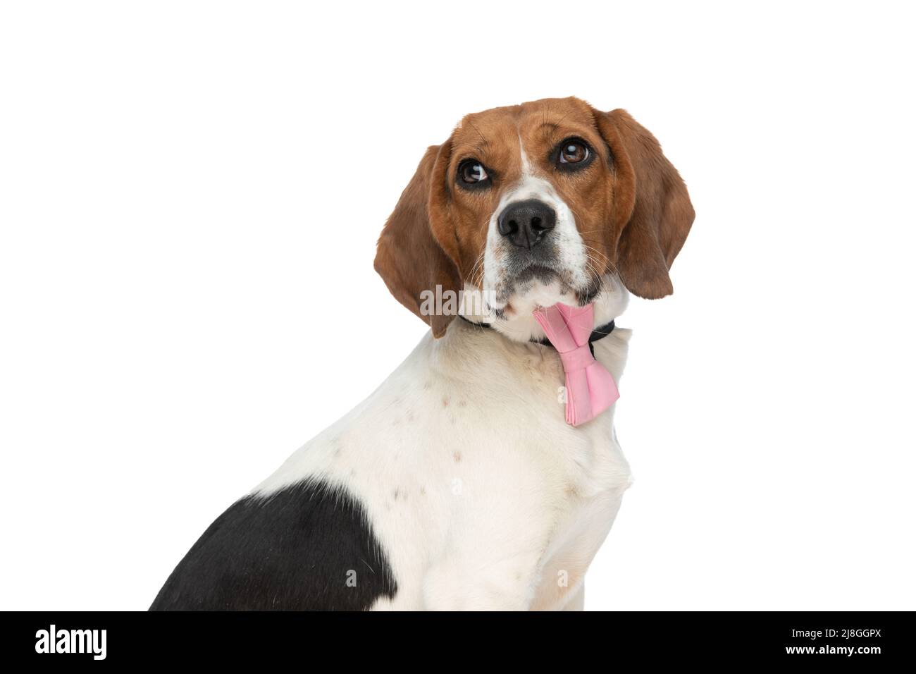cool beagle dog posing with elegance and attitude, wearing a pink ...