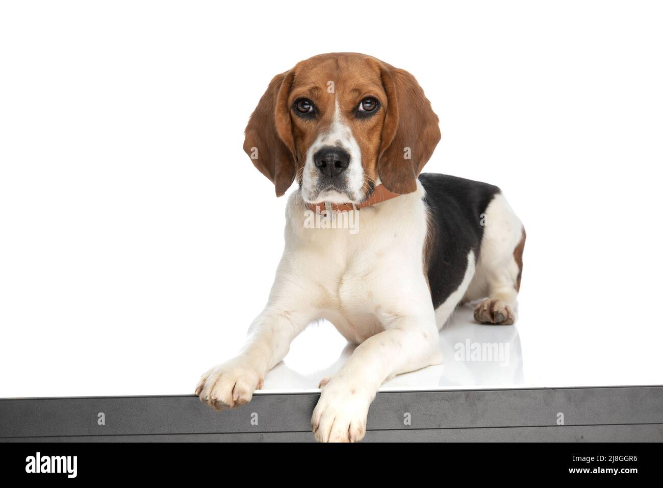 sweet beagle dog laying down and minding his own business, wearing a ...