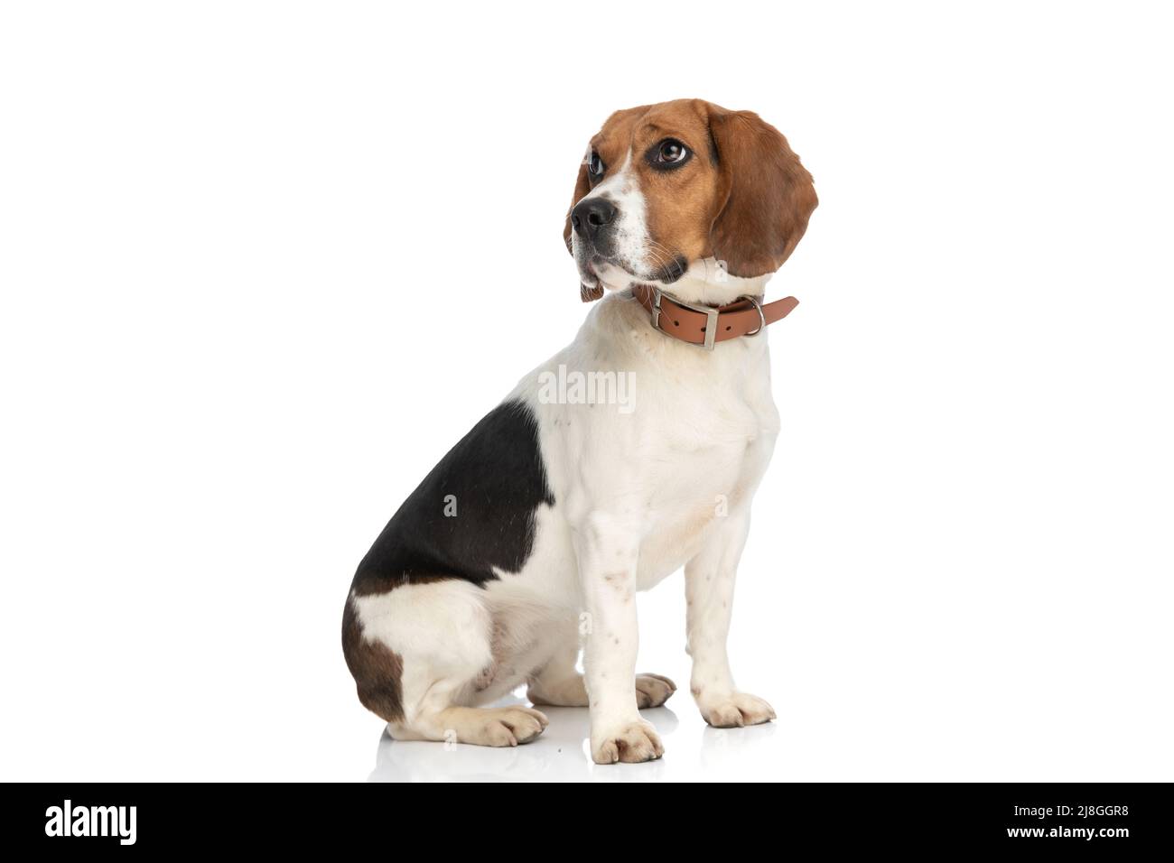 beautiful little beagle dog looking away with humble look on his face ...