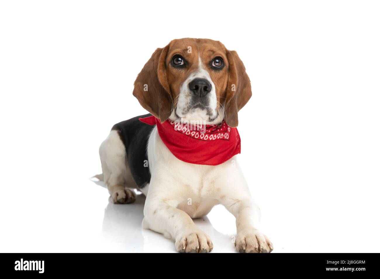 beautiful beagle dog watching his favourite TV Show but feeling bored ...
