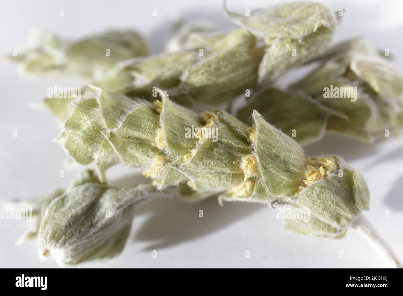 Sideritis syriaca. mountain tea, herbal tea made from malotira flowers ...