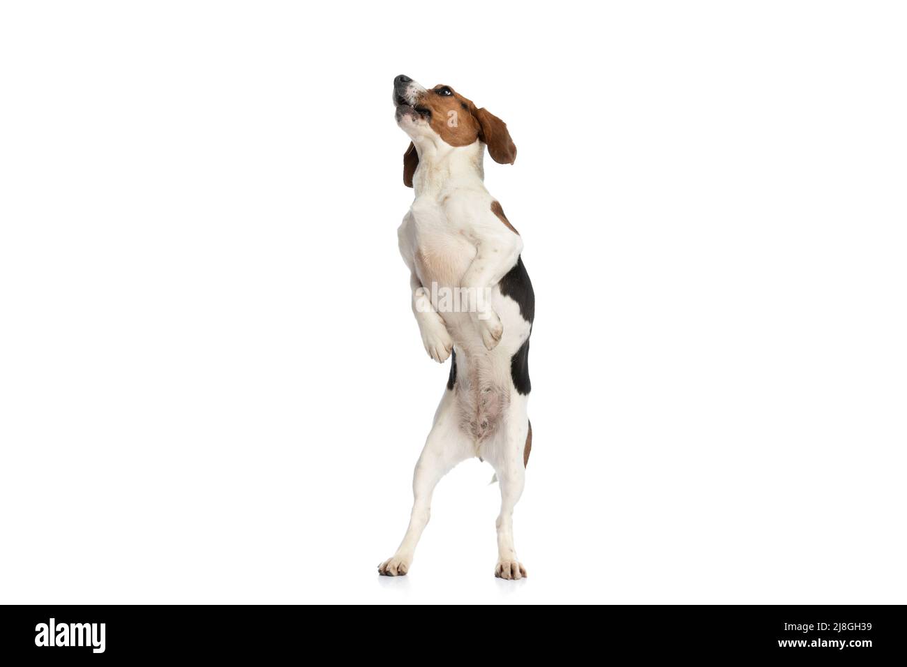 cute beagle dog standing on hind legs and barking, protecting his ...