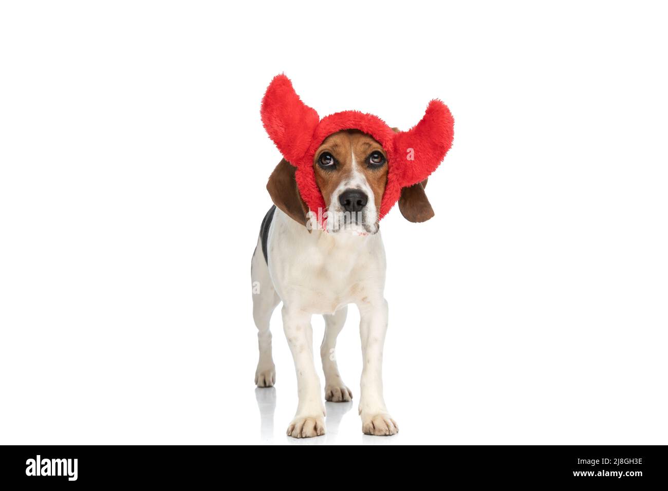 cute little beagle dog wearing red devil horns and posing against white ...