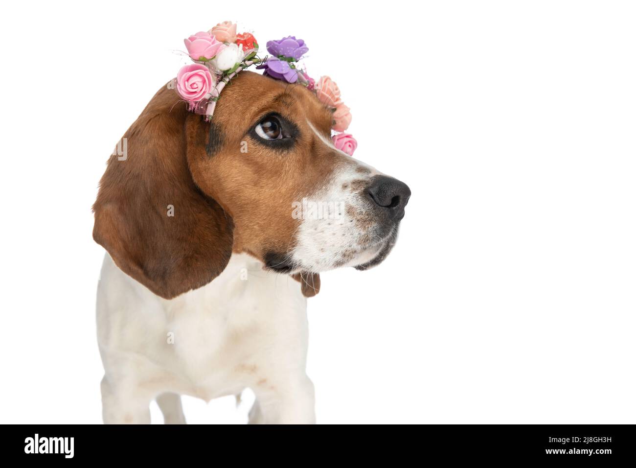 Dog face close up closeup beagle hi-res stock photography and images ...