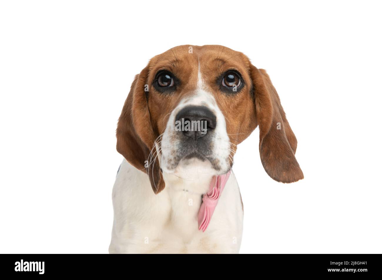 small beagle dog looking away with big eyes, wearing a pink bowtie and ...