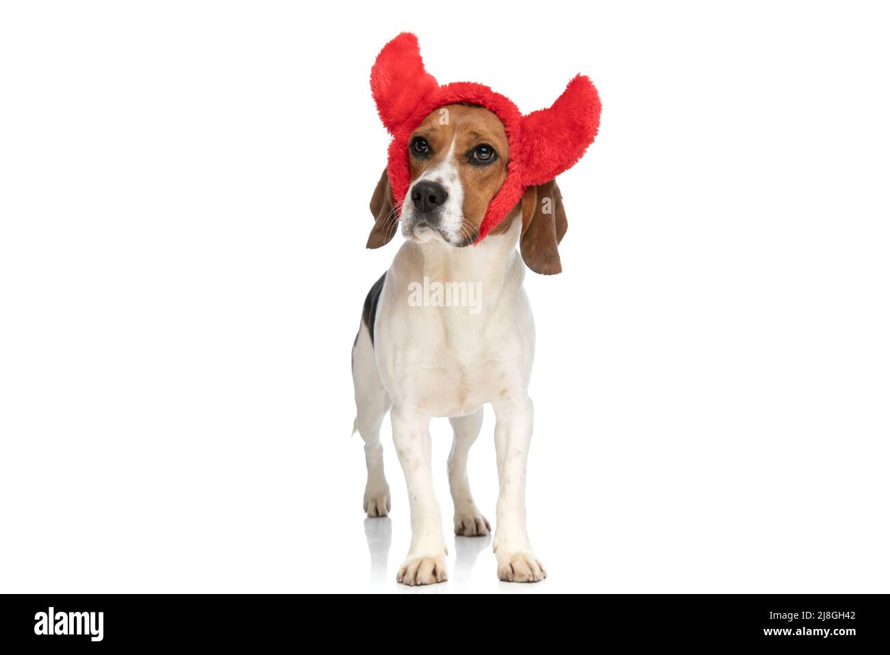 adorable beagle dog wearing devil horns, looking away and standing ...