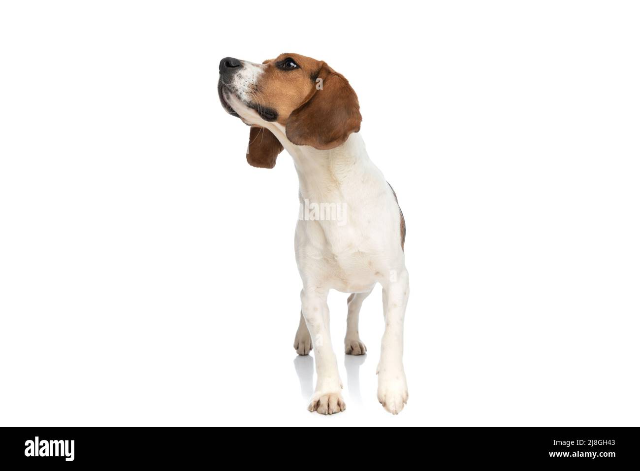 sweet beagle dog sniffing something to his side and standing against ...