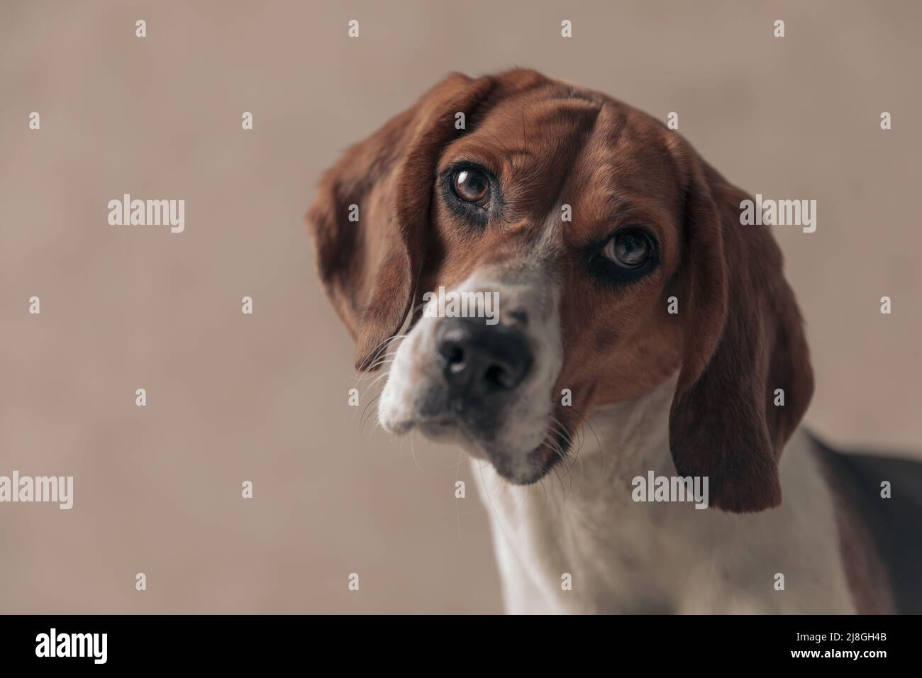 sweet beagle dog tilting his head and making puppy eyes to get a tasty ...