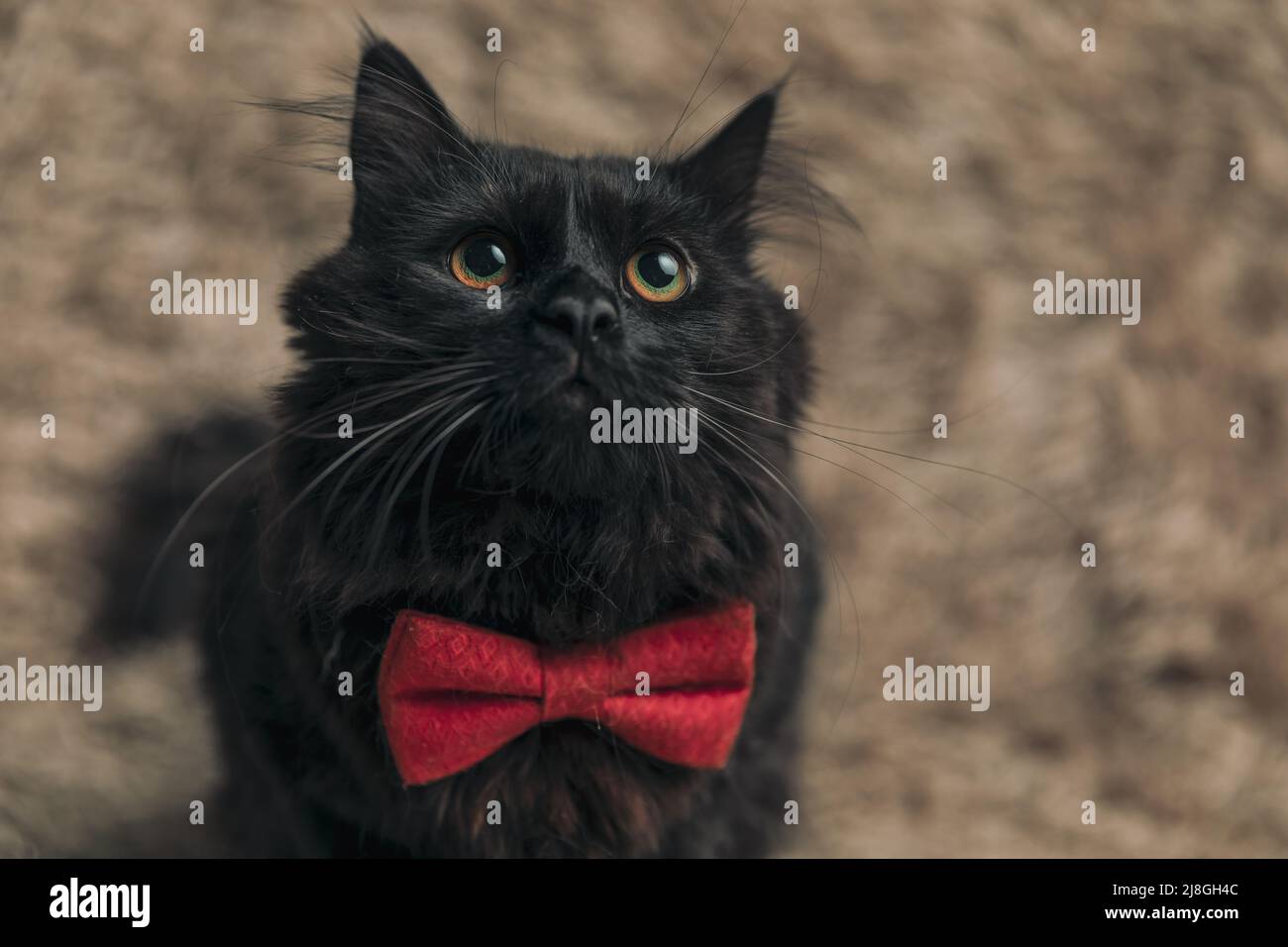close up picture on a metis cat with black fur looking up and wearing a ...